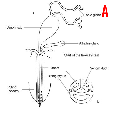 1.5 Anatomy Matching Game - World Science U