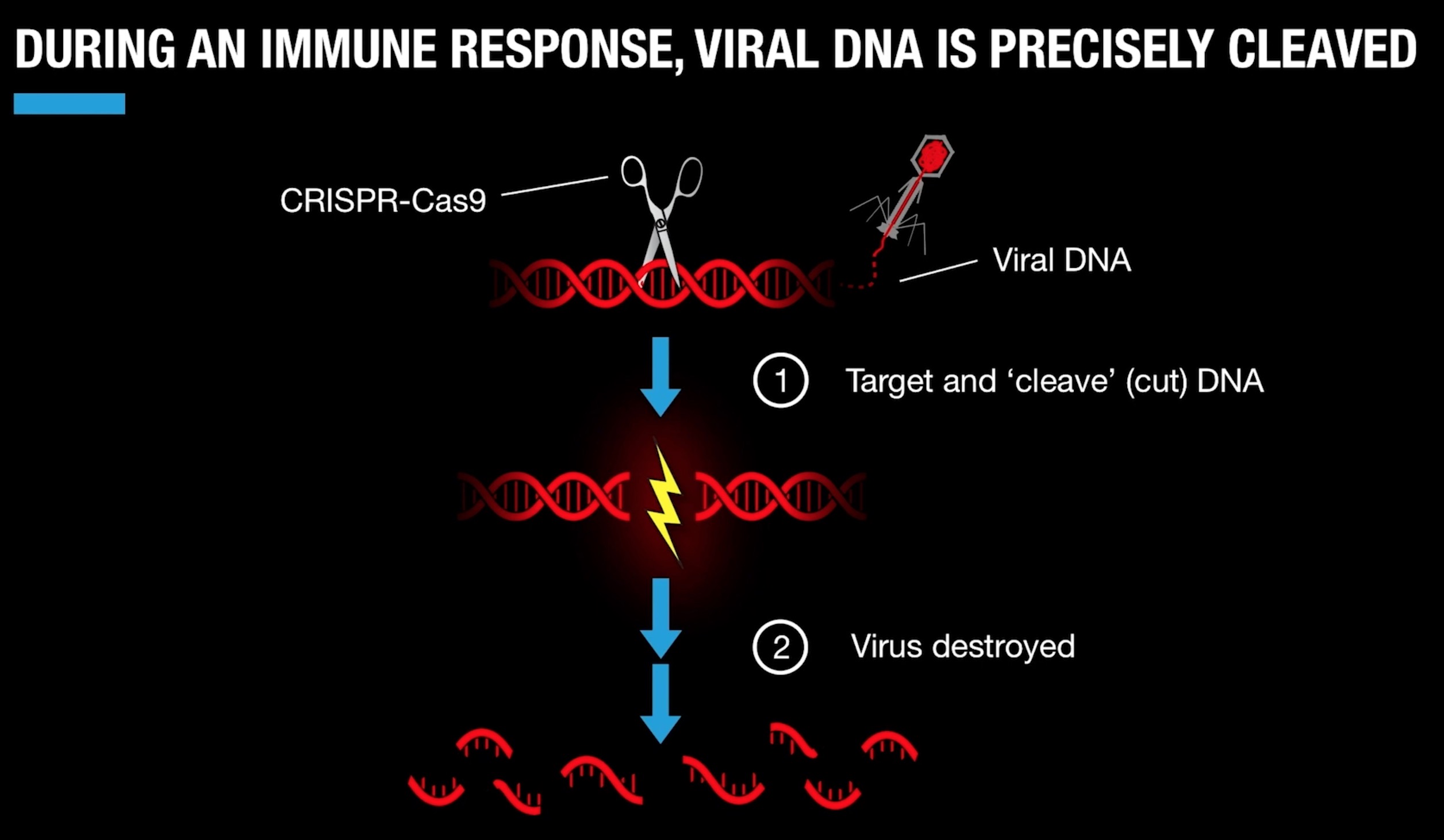 1.4 CRISPR-Cas and Bacterial Adaptive Immunity - World Science U
