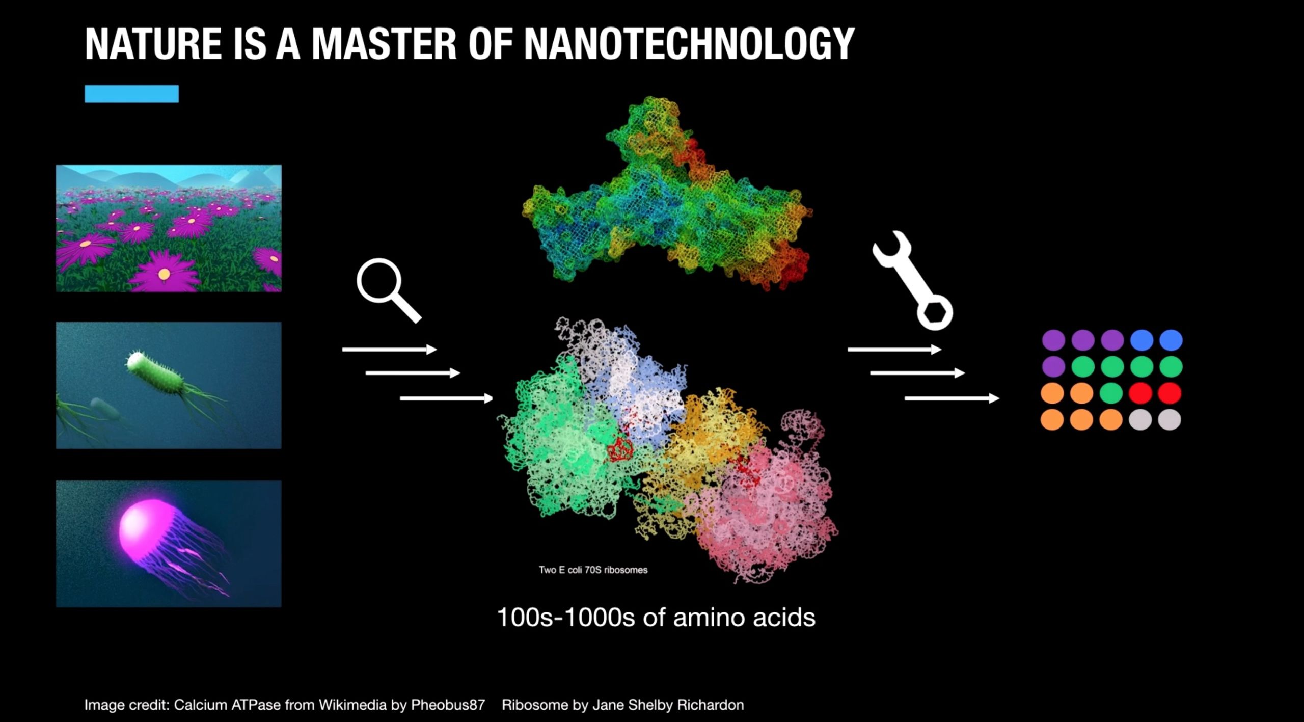 1.1 Building on the Building Blocks of Life - World Science U